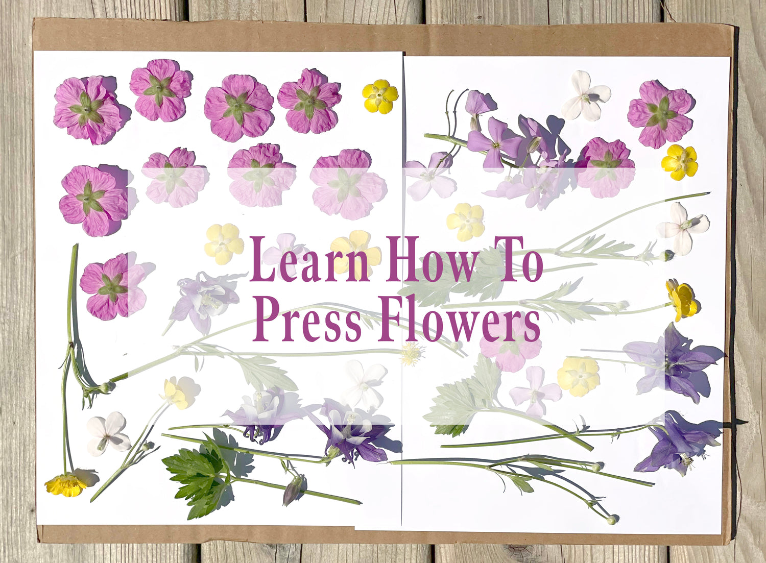 Preserving Flowers From The Garden, Flower Pressing Tips! – Seek and ...